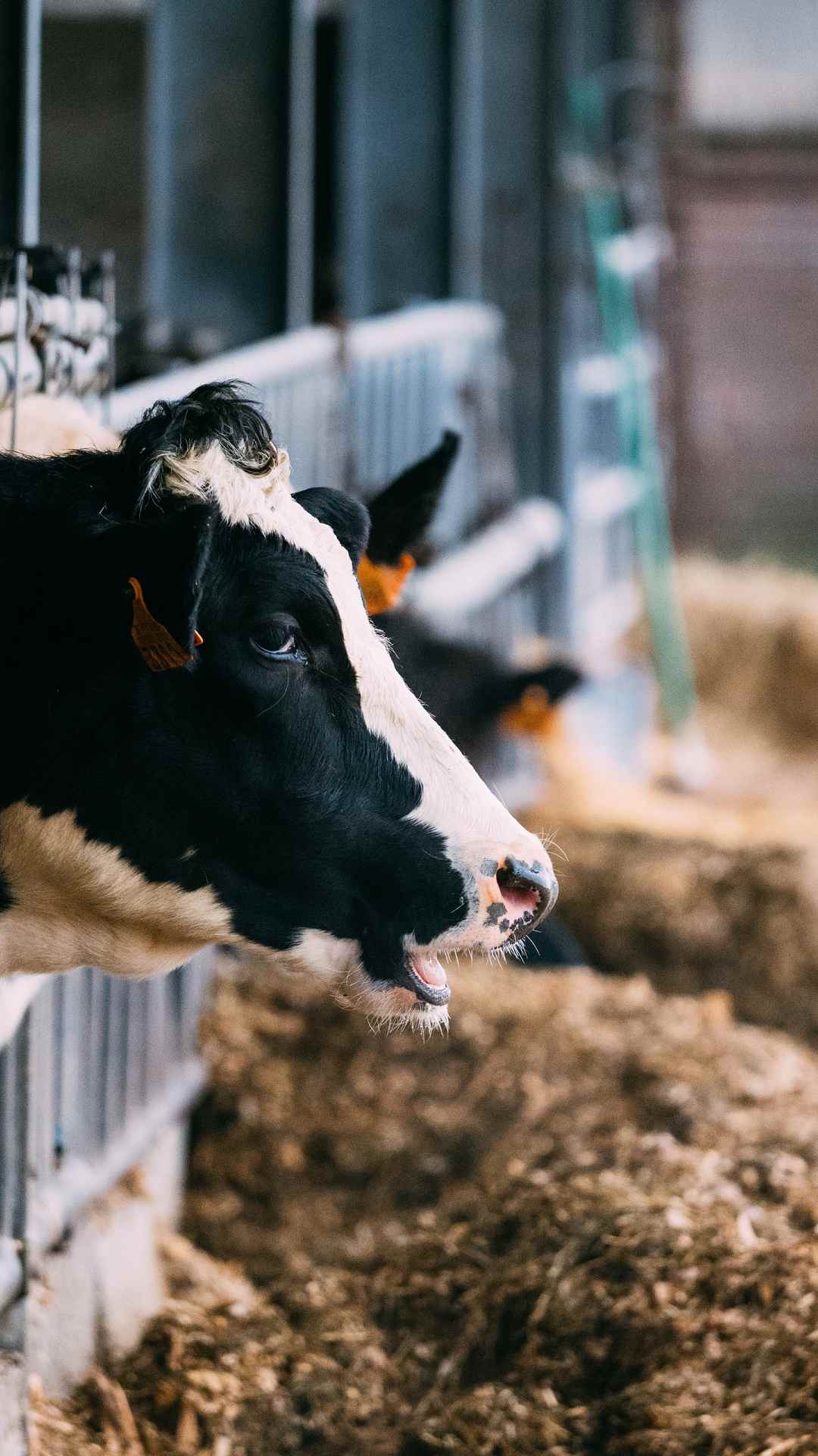 PT INDO PRIMA BEEF – Feedlot, Cattle Trading, and Consultant