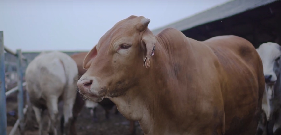 PT INDO PRIMA BEEF – Feedlot, Cattle Trading, and Consultant